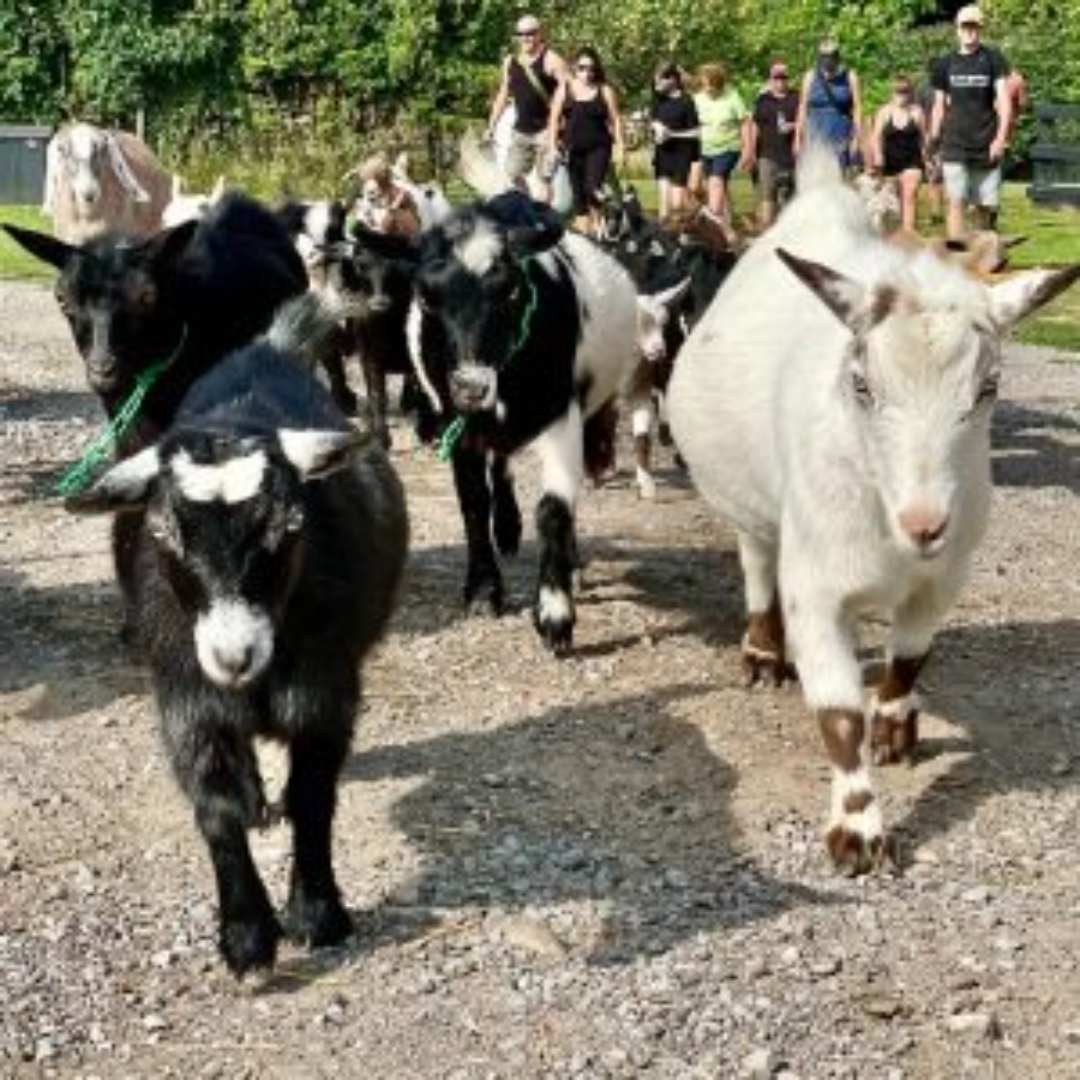 The Haute Goat Shmurgle - Haute Goat Farm - Newtonville - Aug 16, 2024 ...