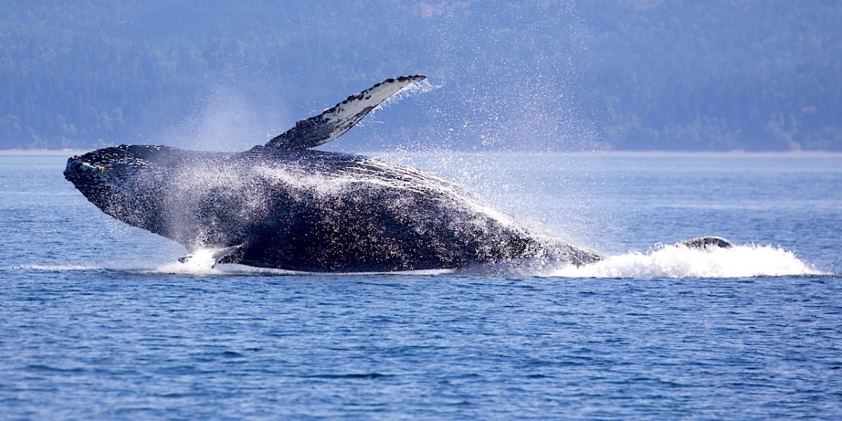 Five Star Whale Watching | Showpass