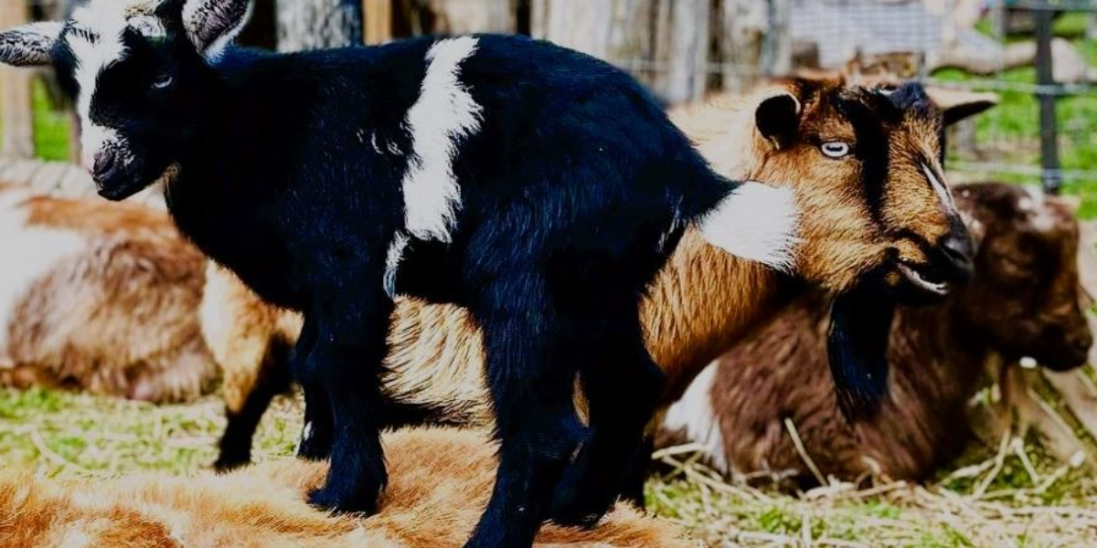 Haute Goat Farm | Showpass